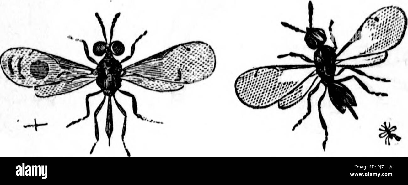 Species examples Black and White Stock Photos & Images - Alamy