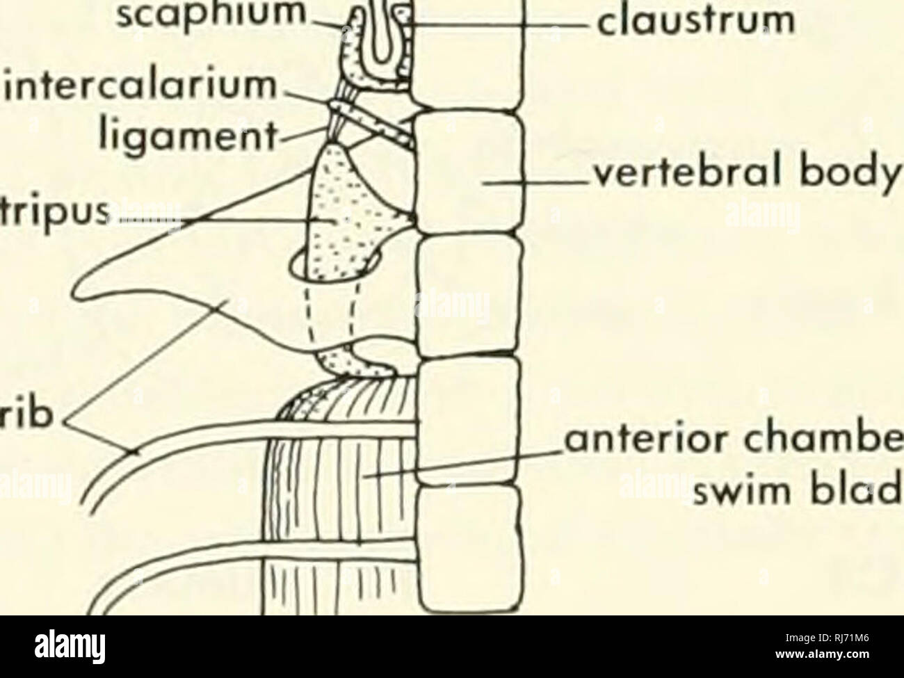 . Chordate morphology. Morphology (Animals); Chordata. optic lobes ...