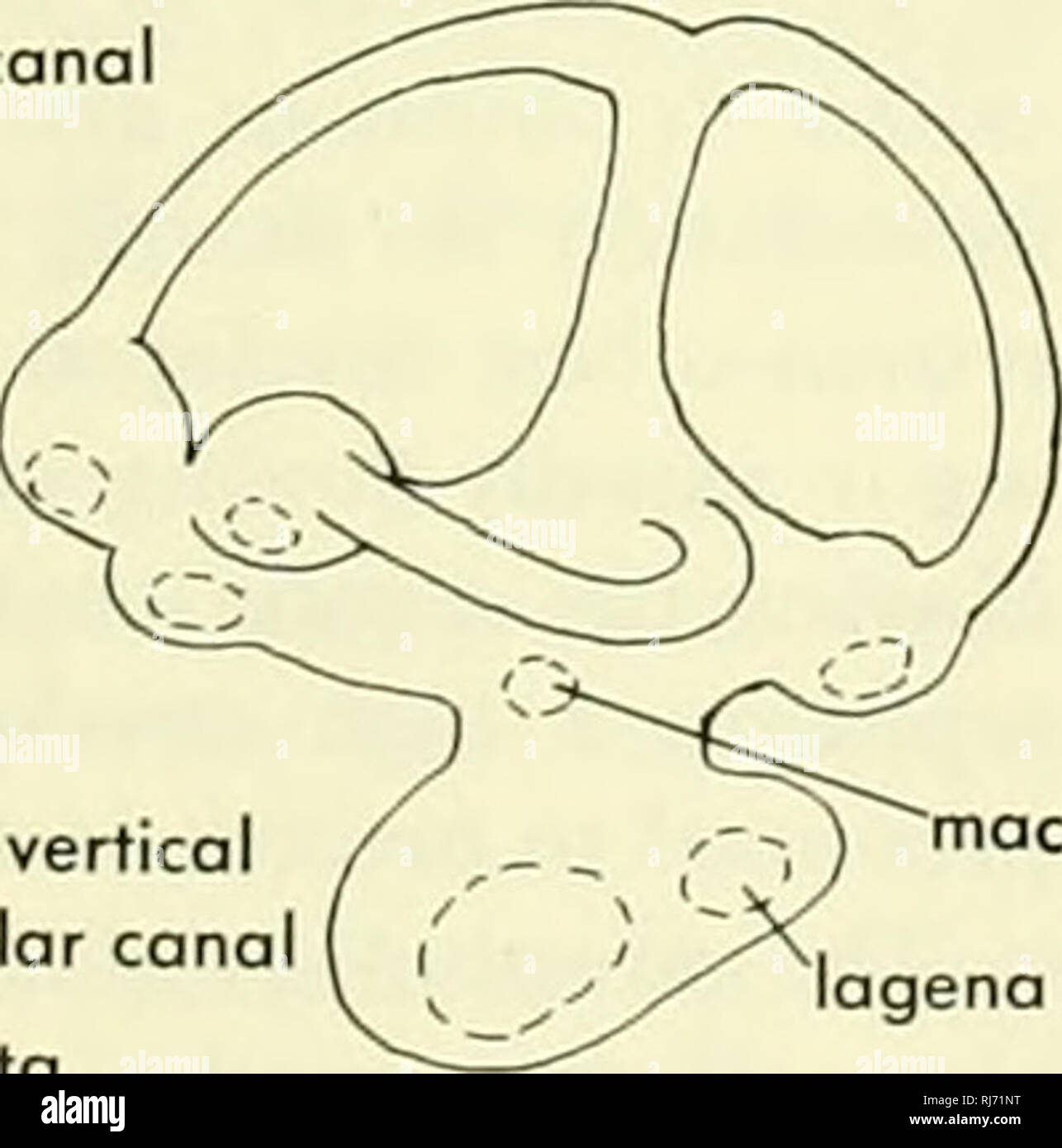 Semicircular duct hi-res stock photography and images - Alamy