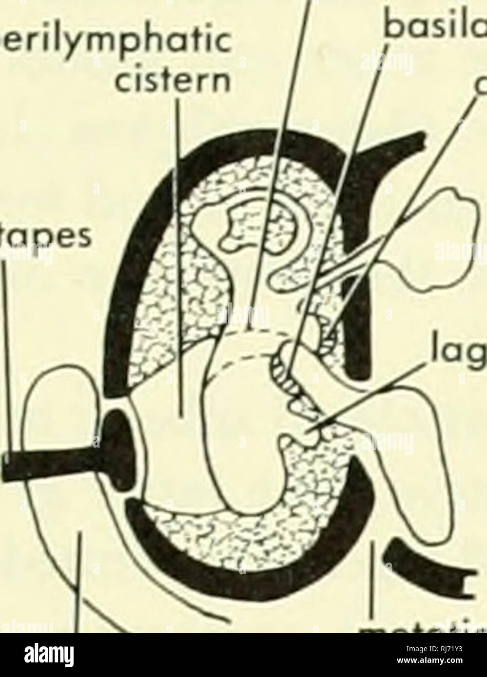 Basilar papilla hi-res stock photography and images - Alamy