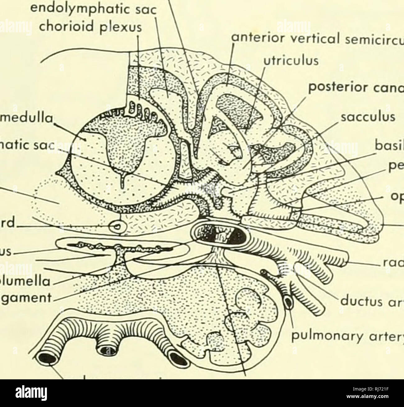 . Chordate morphology. Morphology (Animals); Chordata. crus ...