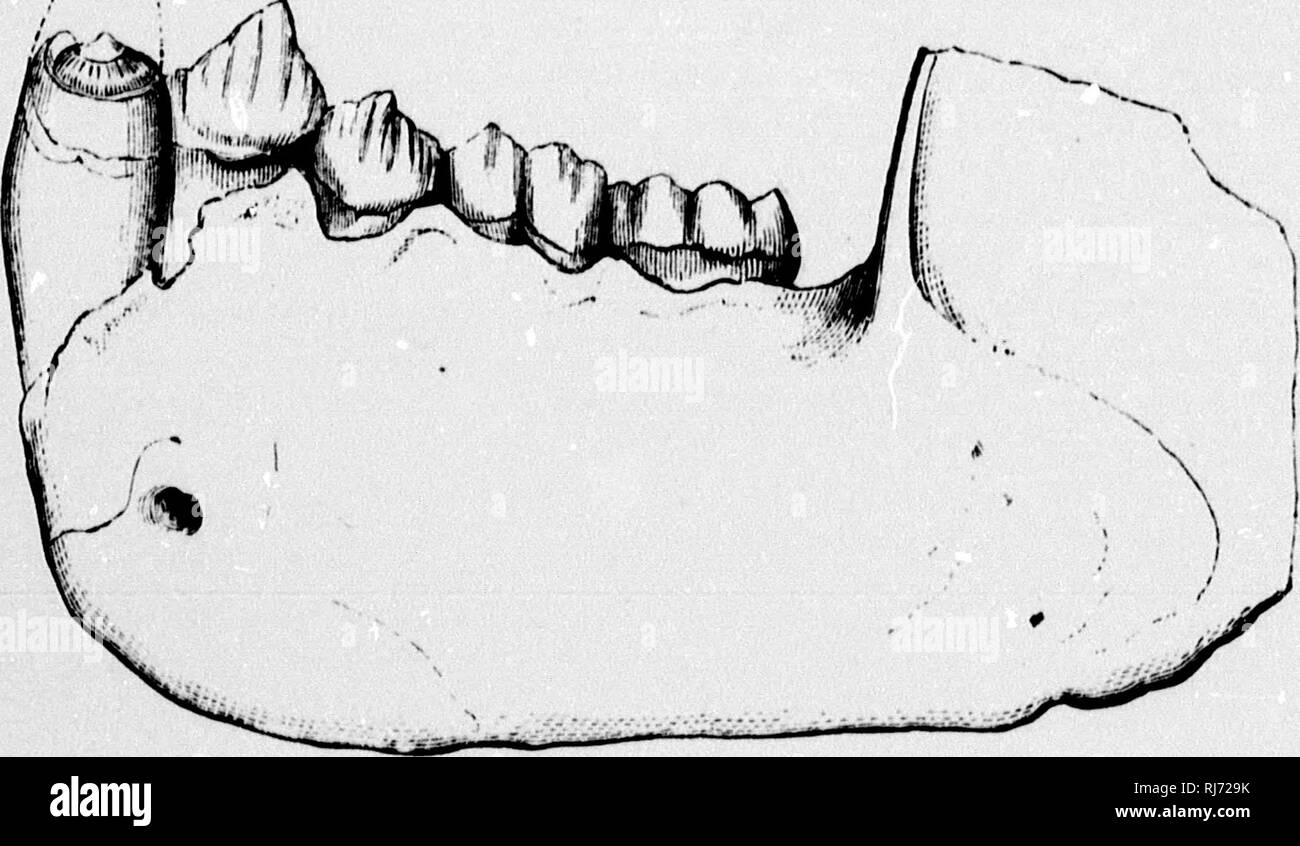 Dryopithecus hi-res stock photography and images - Alamy