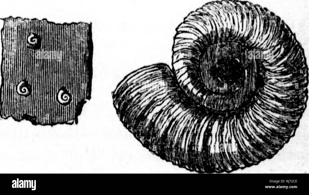 . Handbook of zoology [microform] : with examples from Canadian species ...