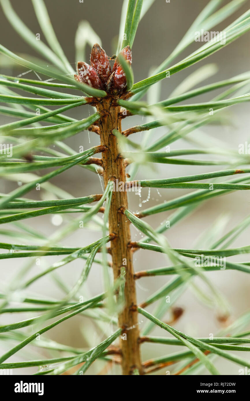 Kiefernadeln hi-res stock photography and images - Alamy