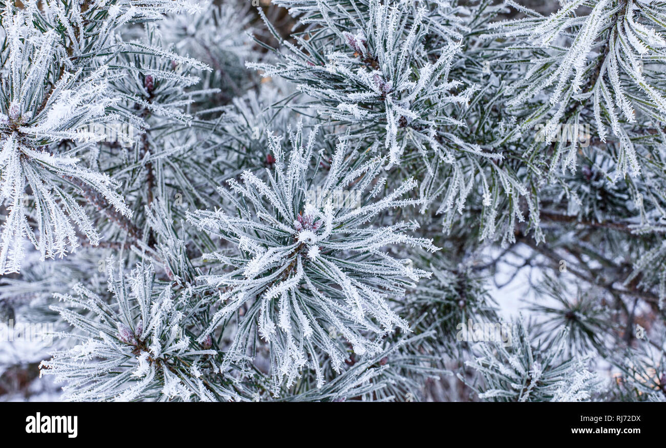 Kiefernadel hi-res stock photography and images - Alamy