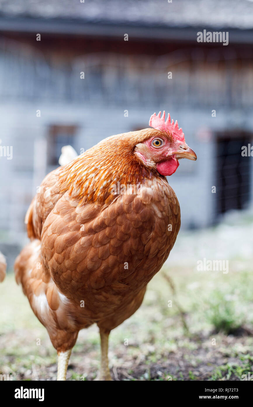 Huhn nahaufnahme hi-res stock photography and images - Alamy
