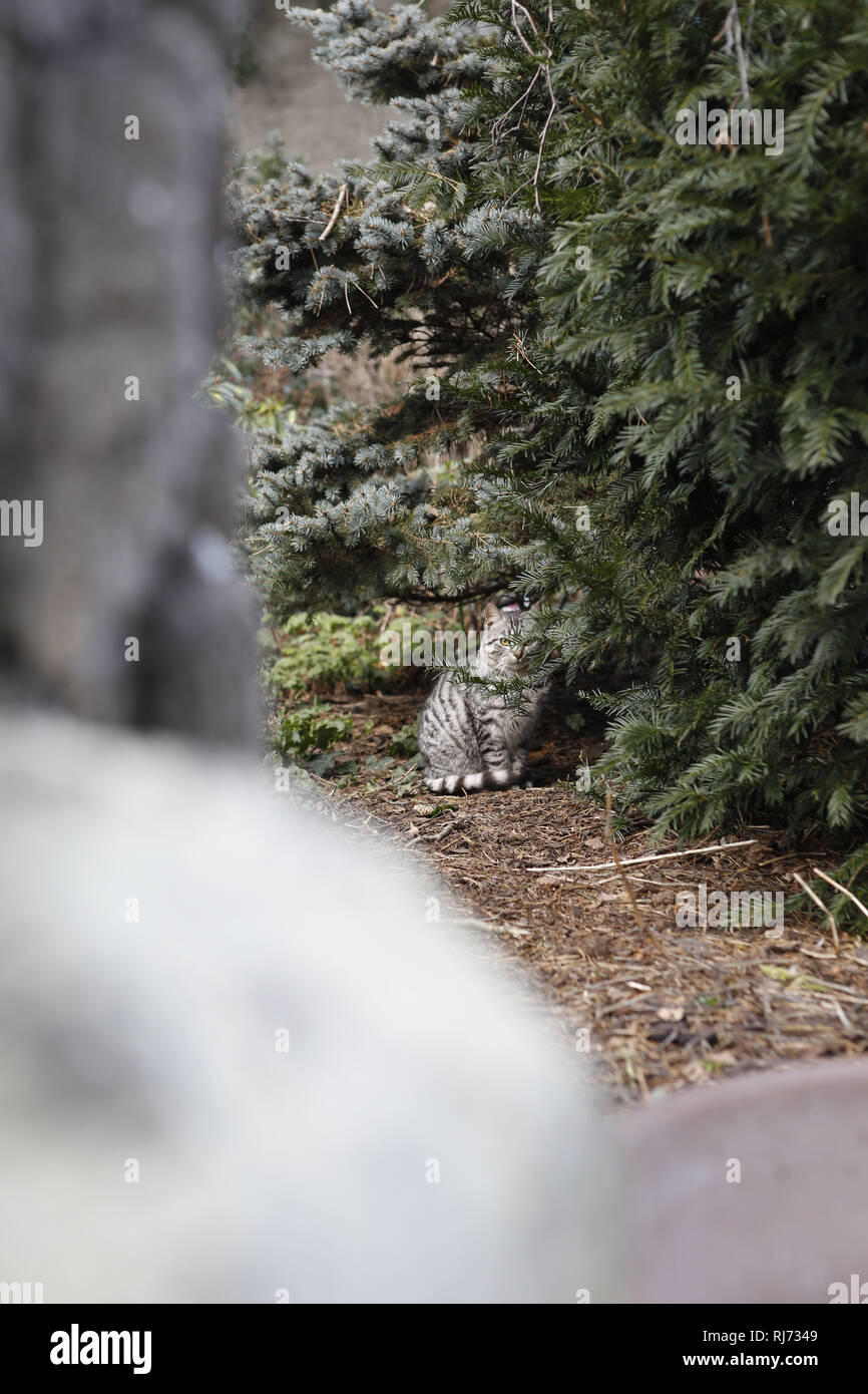 Wald, Katze, sitzen Stock Photo - Alamy