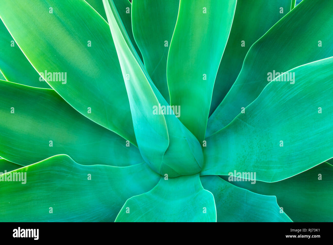A bright green close-up image of a center of an agave plant with sun ...