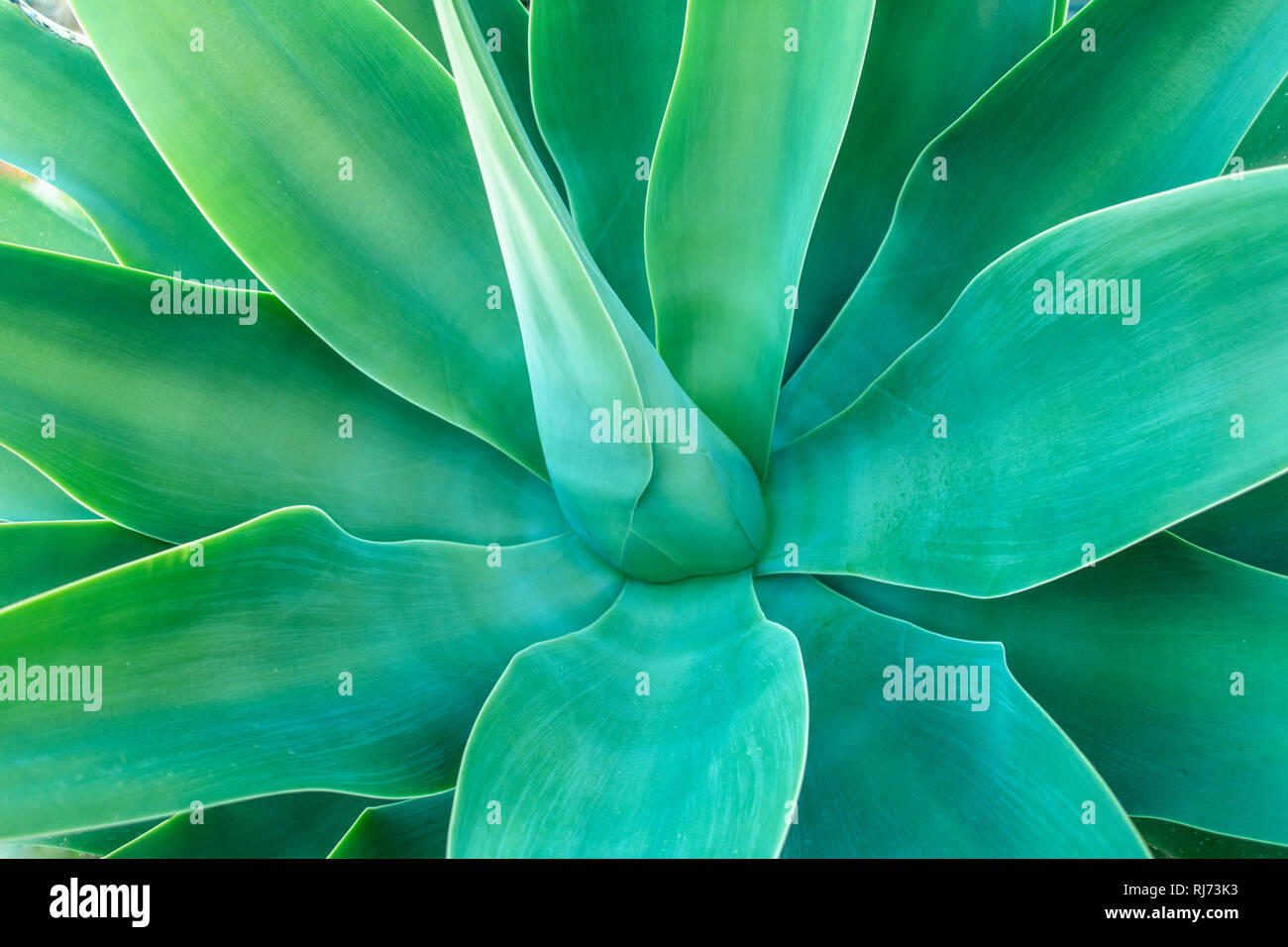 A bright green close-up image of a center of an agave plant with sun ...