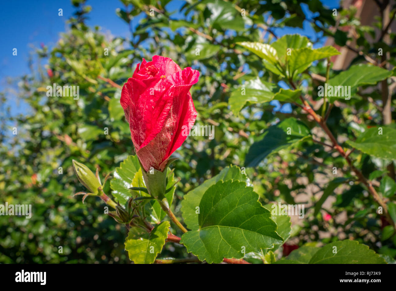 Flower bud opening hi-res stock photography and images - Alamy