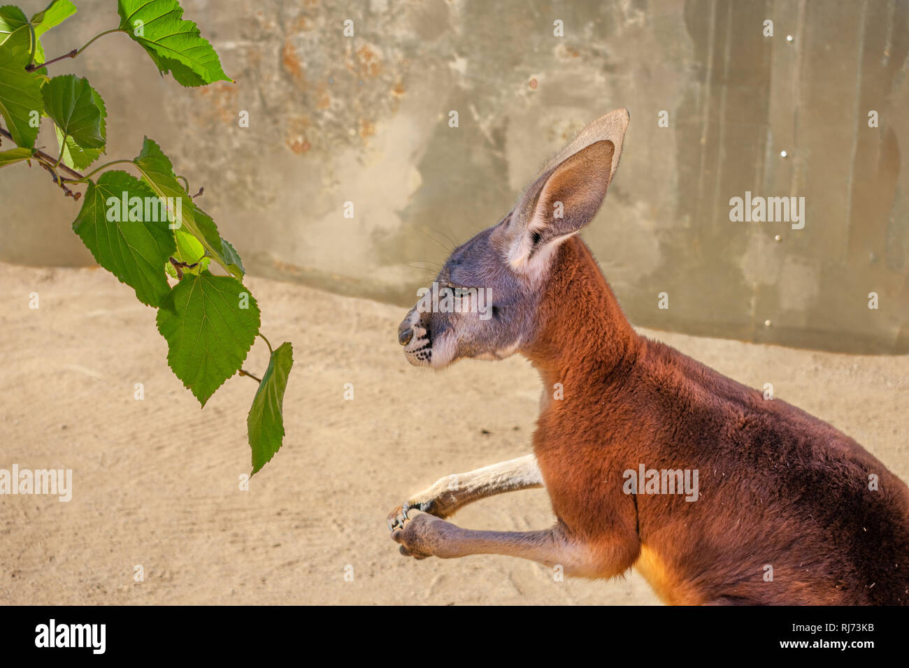 Red kangaroo is about to eat green leaves from a tree branch in a zoo ...