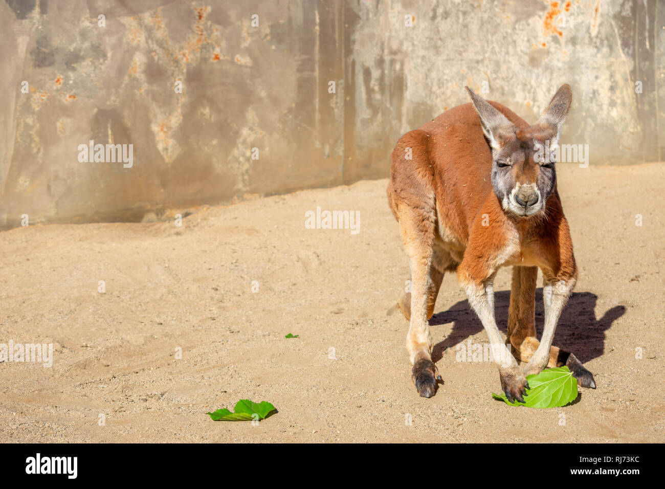 Red australian kangaroo holding a green leaf, looking directly to the ...