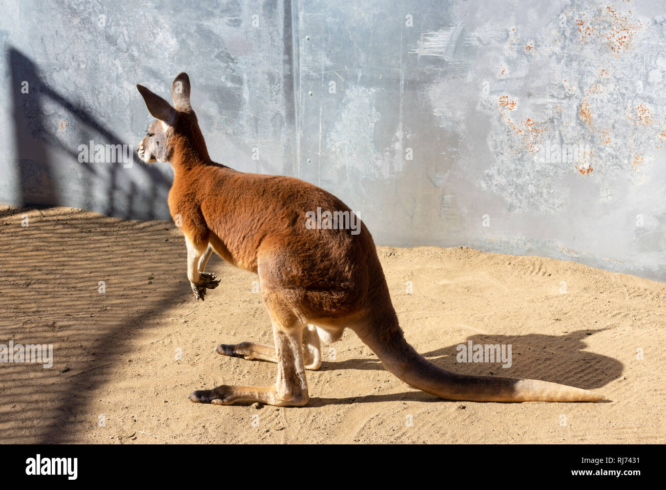 Australian kangaroo hi-res stock photography and images - Alamy