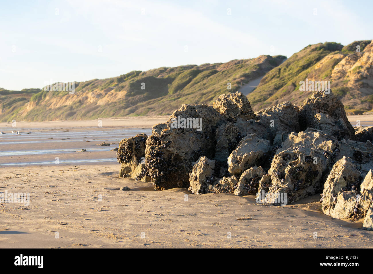 California mussels hi-res stock photography and images - Alamy
