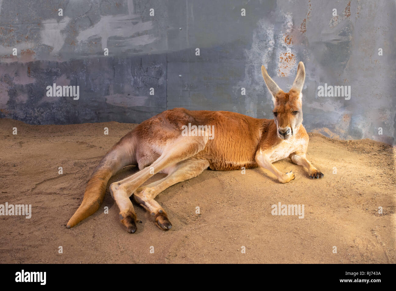 Kangaroo laying down hi-res stock photography and images - Alamy