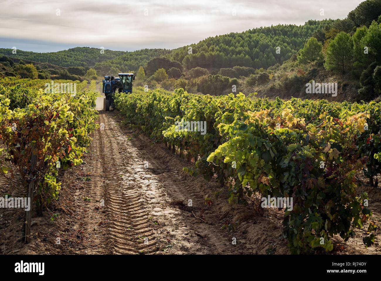 Grape harvester hi-res stock photography and images - Alamy