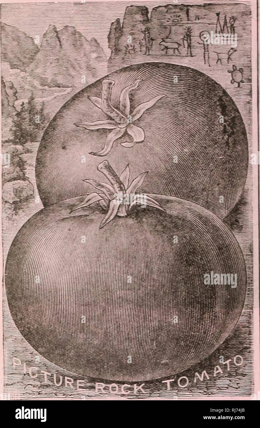 Pomatoes hi-res stock photography and images - Alamy