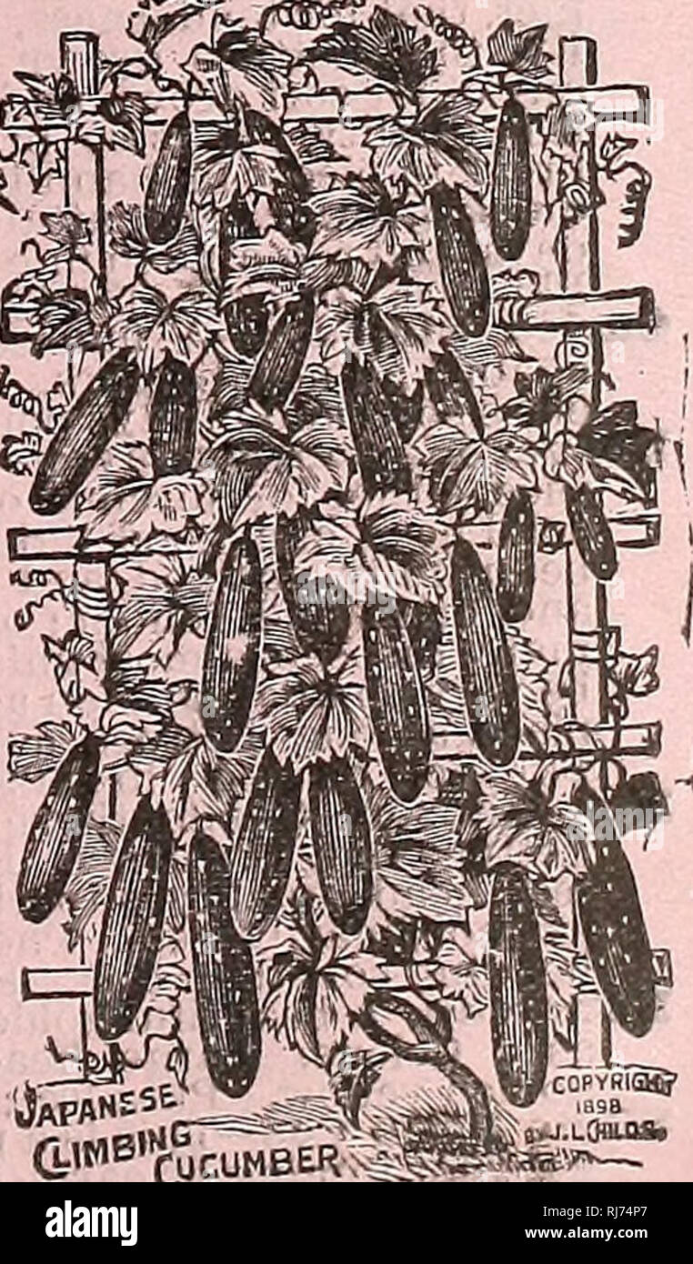 Gherkin flowers and fruits hi-res stock photography and images - Alamy