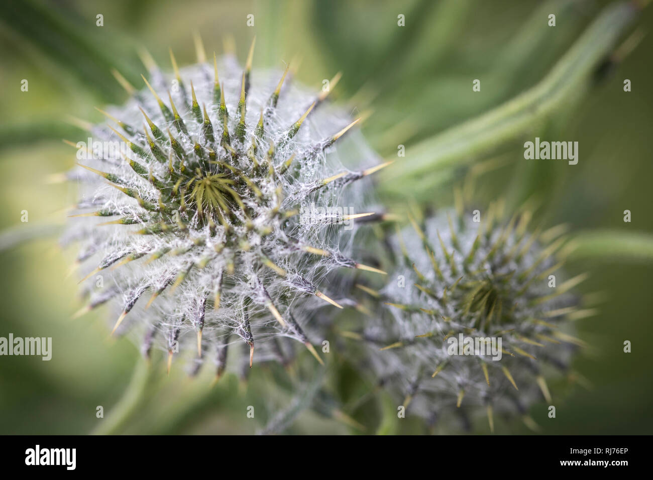 Klette hi-res stock photography and images - Alamy