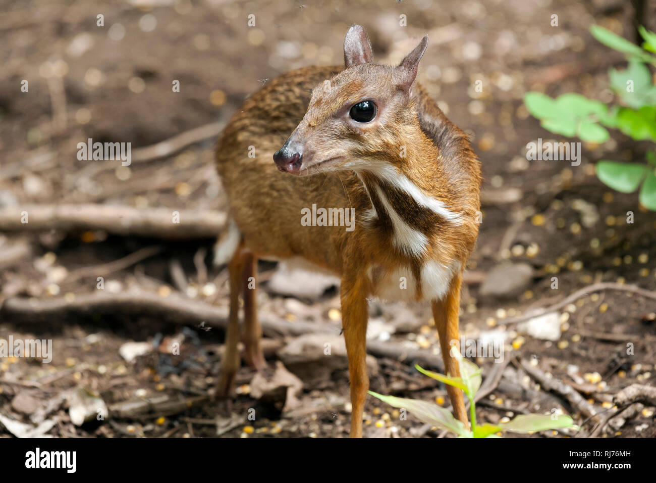 Kleinkantschil, (Tragulus Javanicus), Kaeng Krachan, Thailand, Asien ...