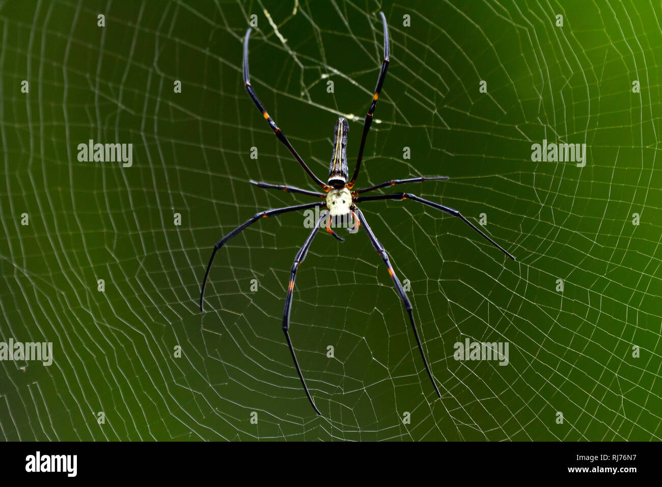 Riesenradnetzspinne ( Nephila pilipes ), Kaeng Krachan, Phetchaburi ...