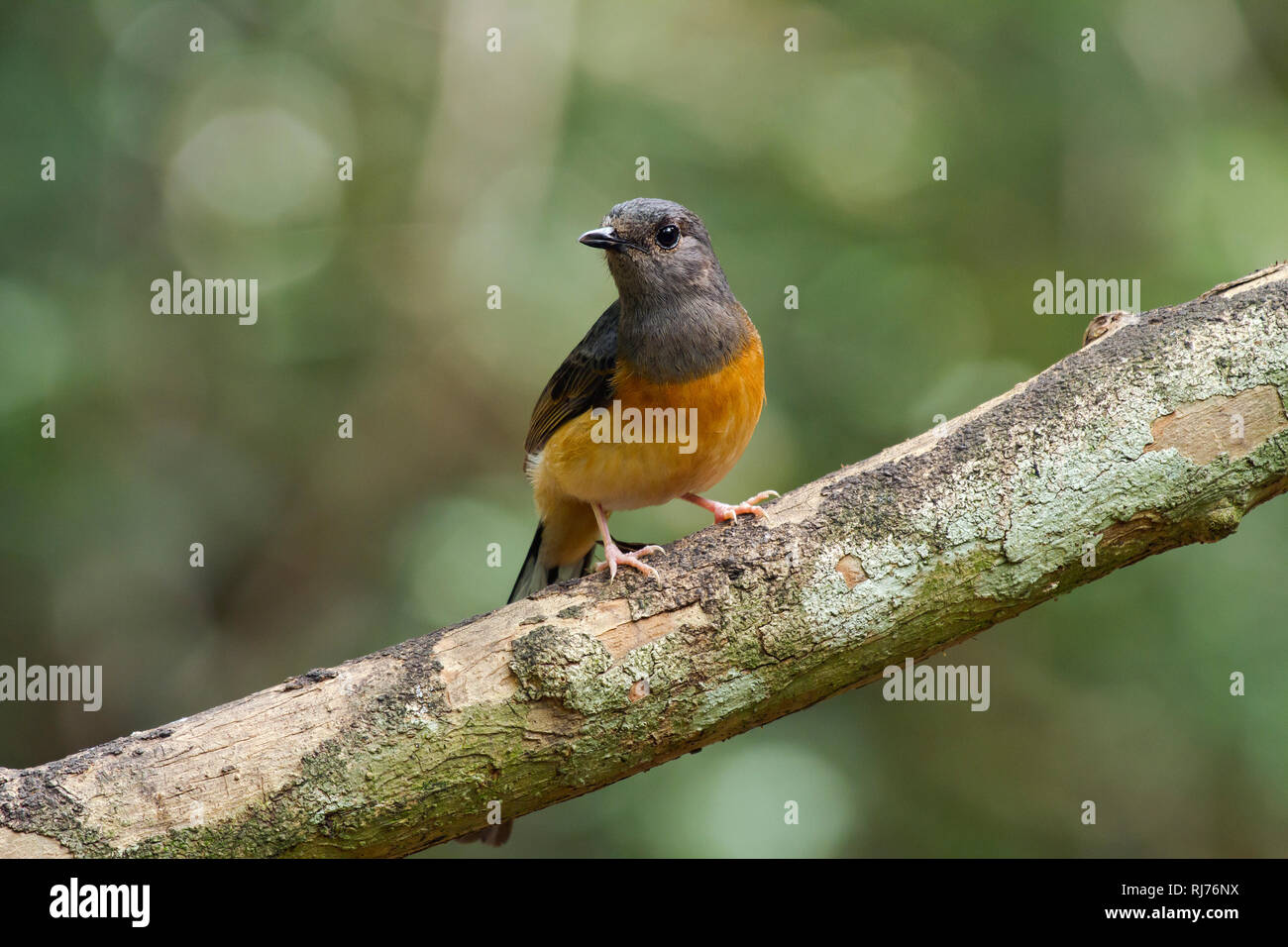 Schamadrossel Weibchen, ( Copsychus malabaricus ), Kaeng Krachan ...