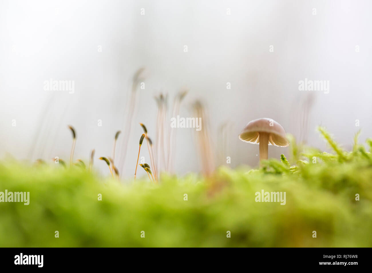 Pilz im Moos, Nahaufnahme Stock Photo - Alamy
