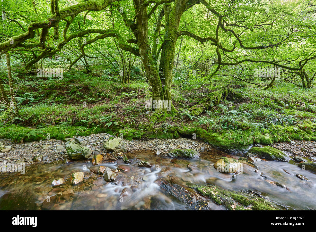 Green forest and stream in Muniellos biosphere reserve, Asturias. Spain ...