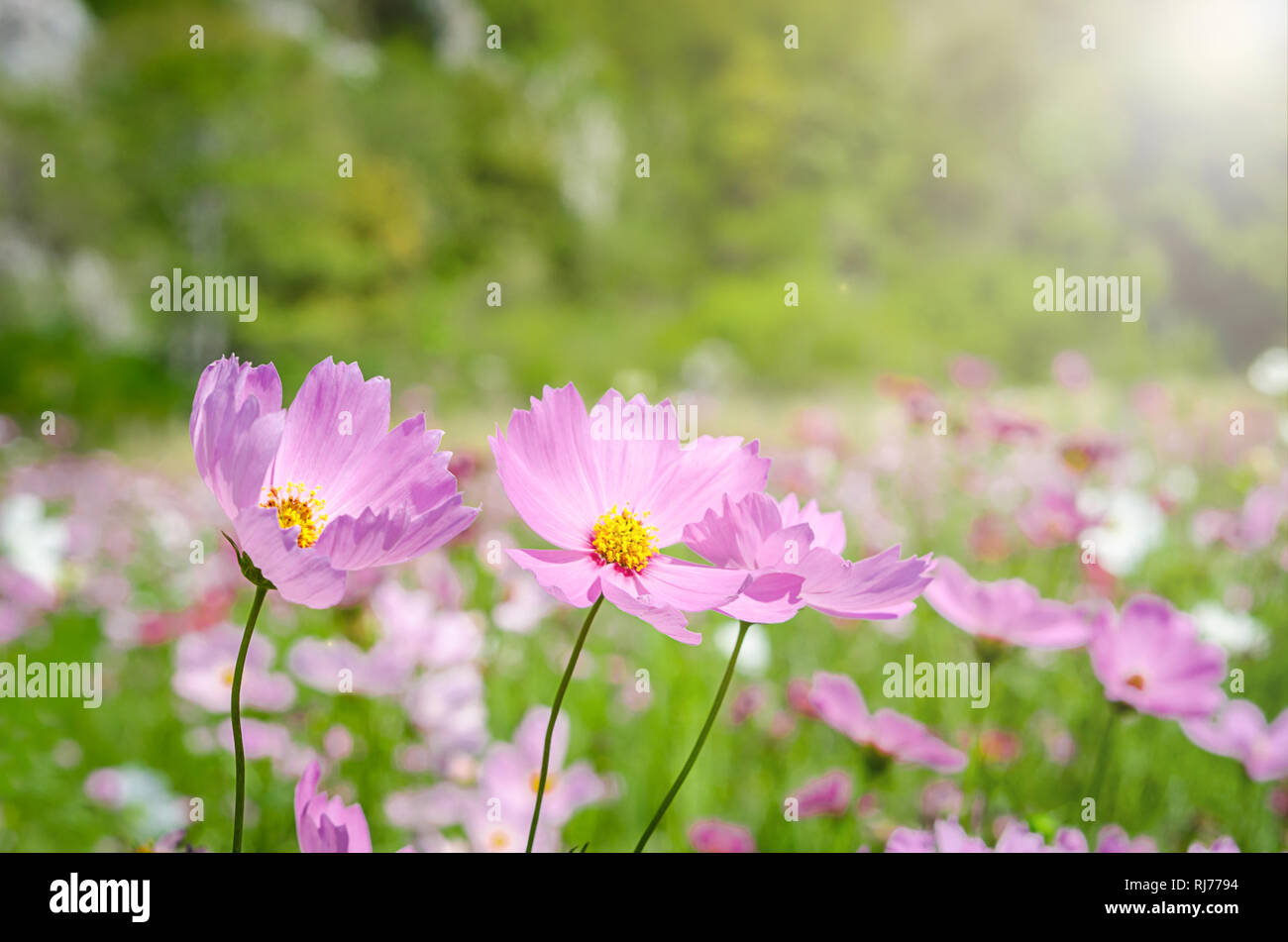 Landscape nature background of beautiful pink and red cosmos flower field Stock Photo - Alamy