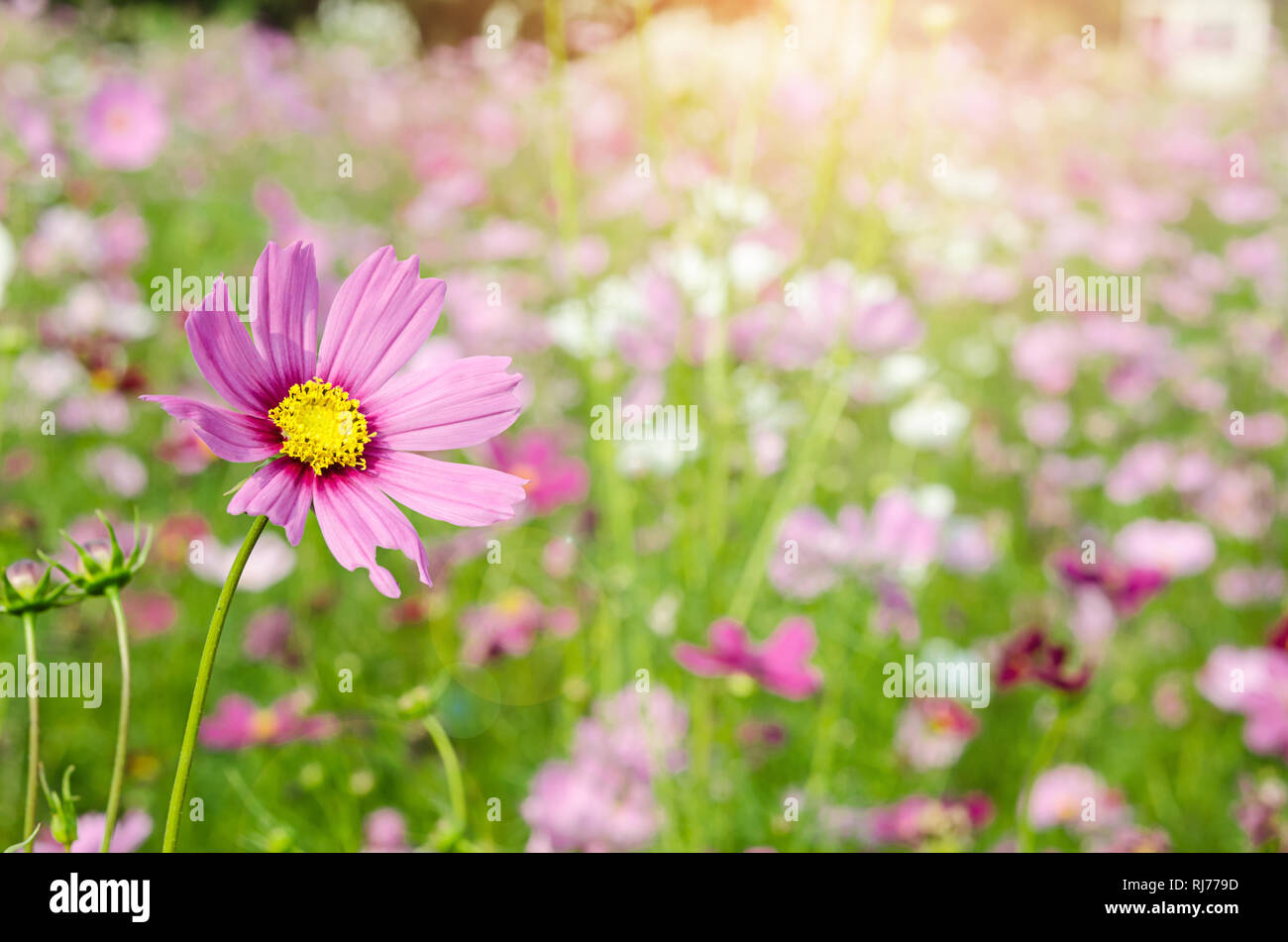 Landscape nature background of beautiful pink and red cosmos flower field Stock Photo - Alamy