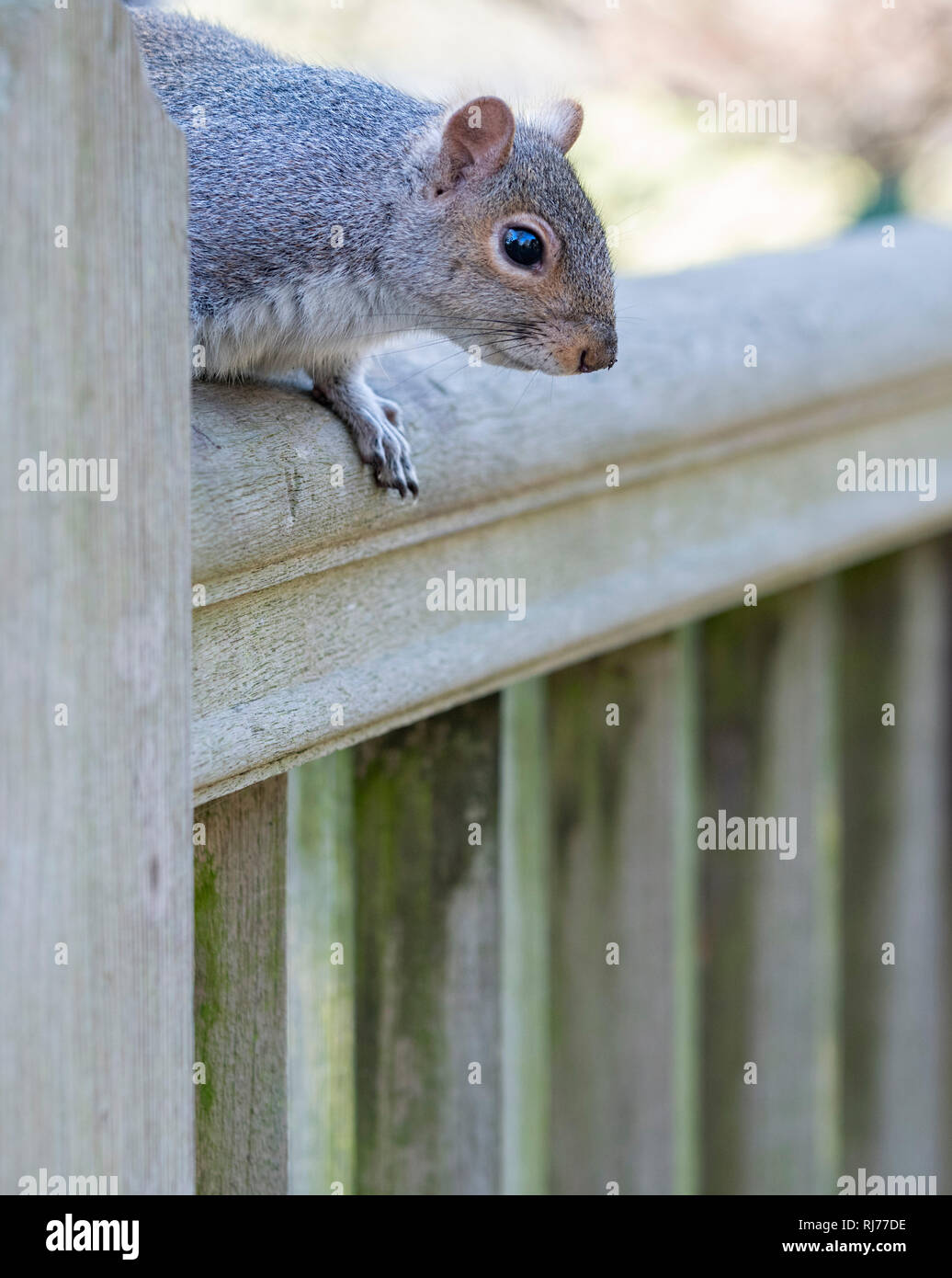 Squirrel on fence hi-res stock photography and images - Alamy