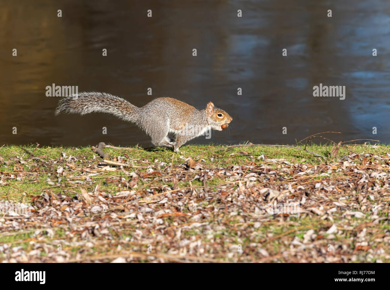 Grey Squirrel UK Sciurus carolinesis, running with acorn in it's mouth ...