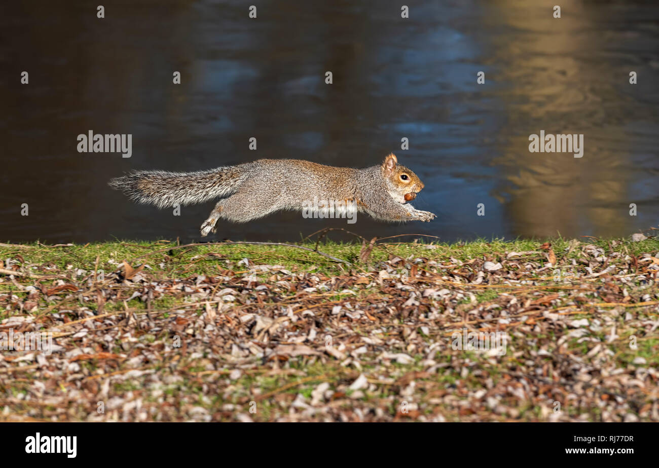 Grey Squirrel UK Sciurus carolinesis, running with acorn in it's mouth ...