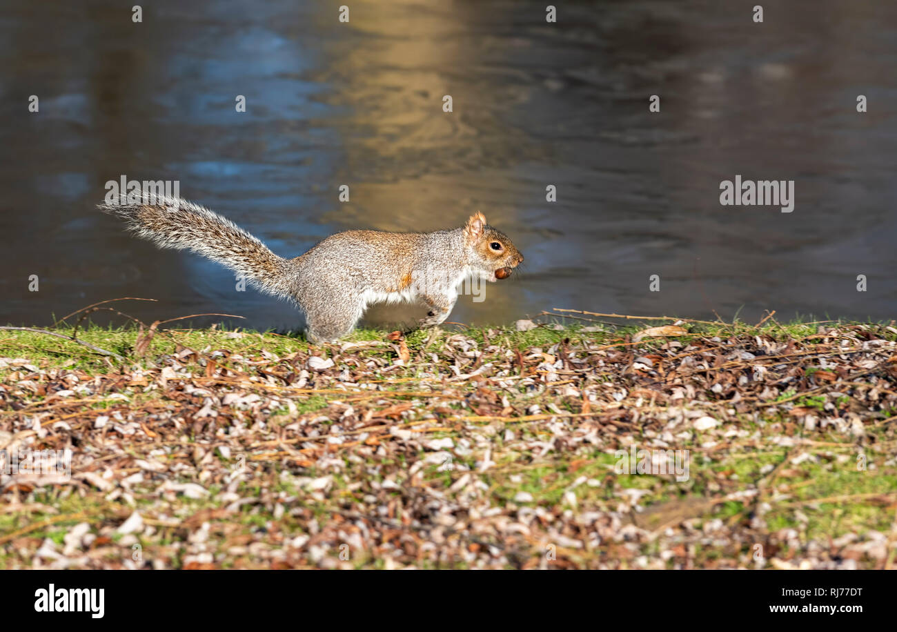 Acorns in mouth hi-res stock photography and images - Alamy
