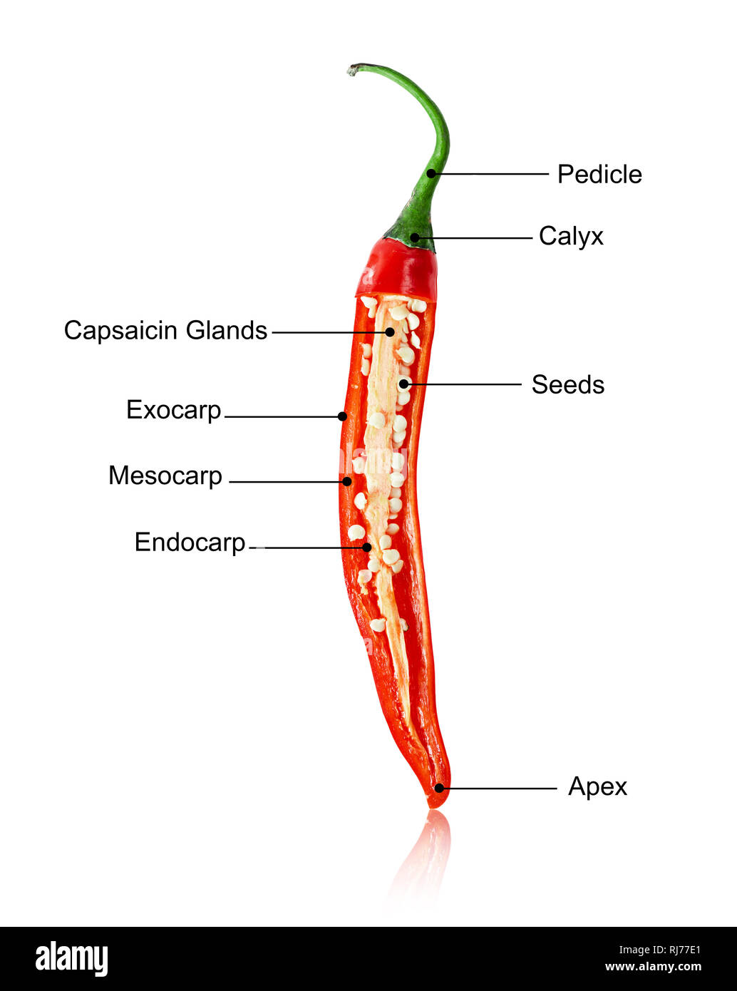 Red chilli slice with nutrients of chilli isolated on white background ...
