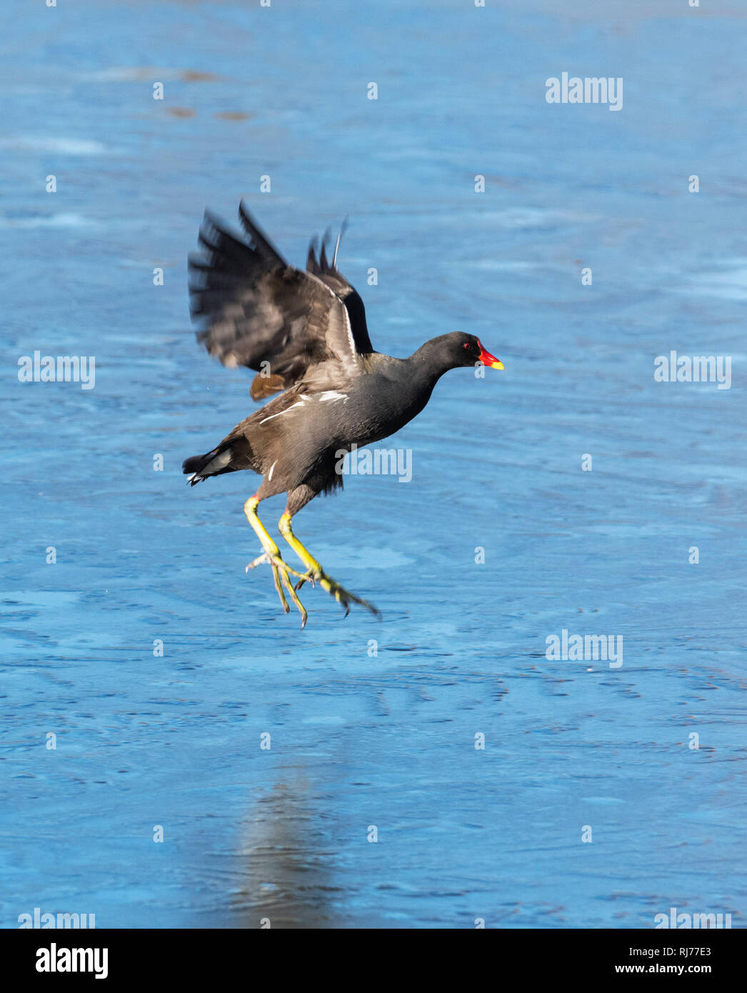 Moorhen UK Gallinula chloropus flying, frozen lake London UK Stock ...