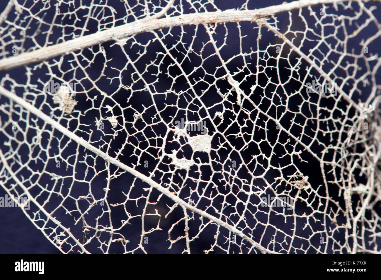 Dry leaves detail texture Stock Photo - Alamy