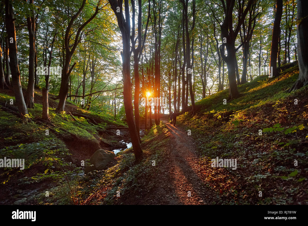 Erholung im wald hi-res stock photography and images - Alamy