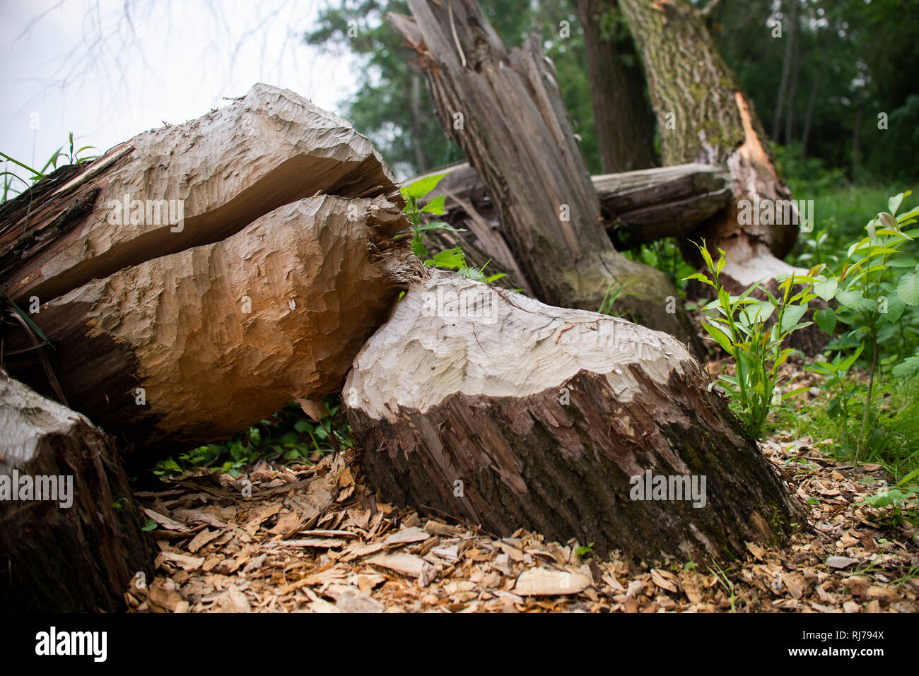 Wild beavers fell tree hi-res stock photography and images - Alamy
