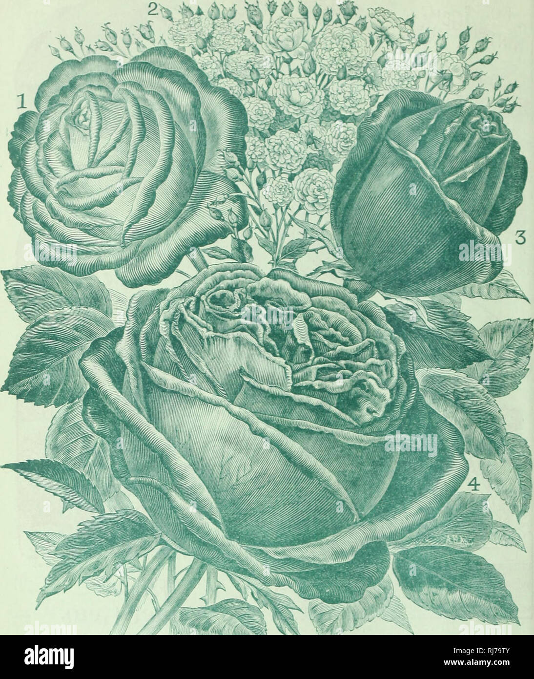 Carnol hi-res stock photography and images - Alamy