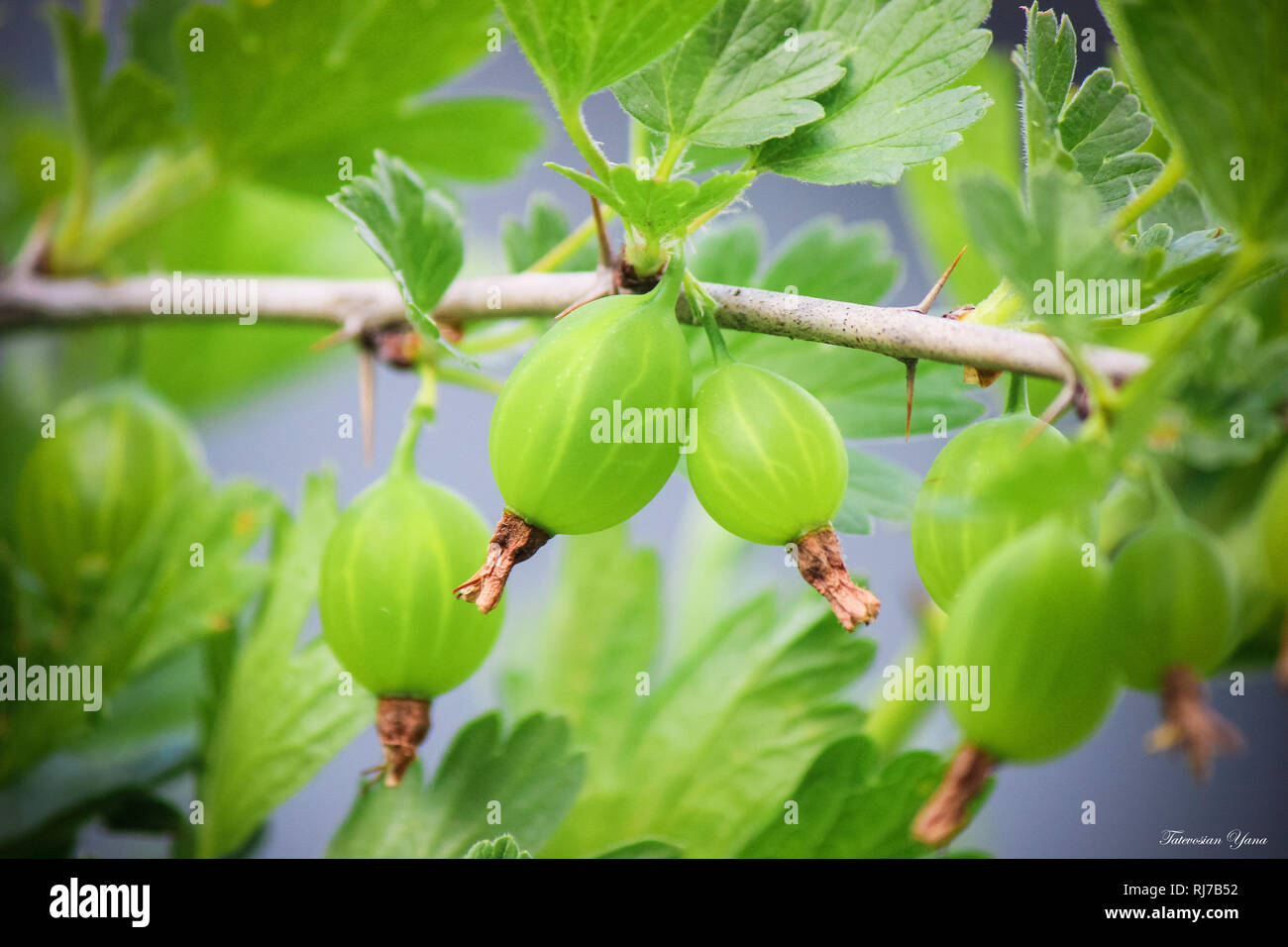 Gooseberry Thorn High Resolution Stock Photography and Images - Alamy