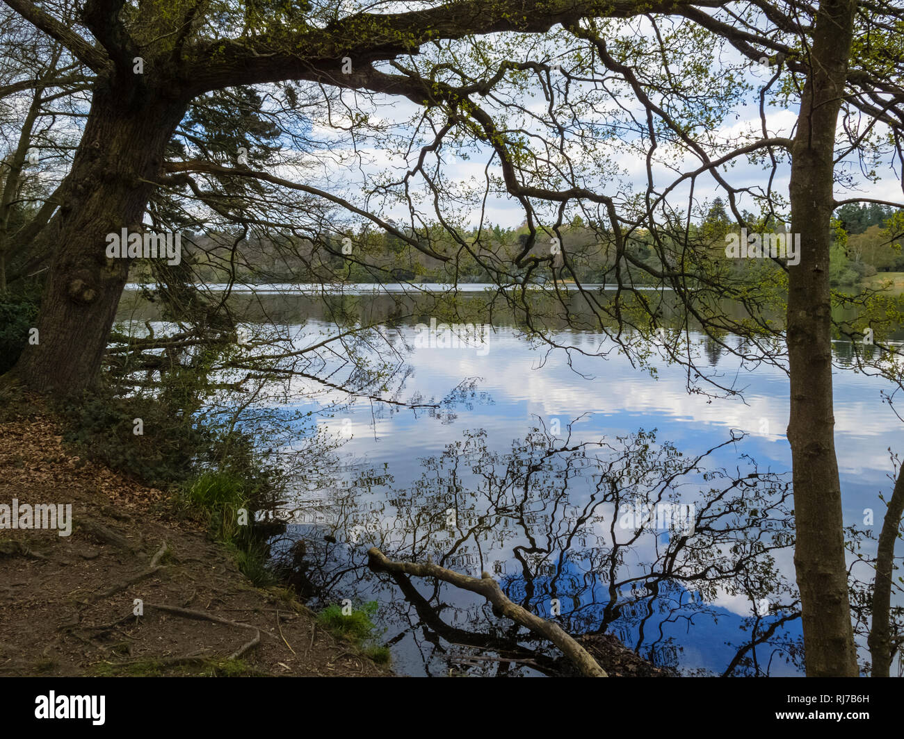 Virginia water berkshire hi-res stock photography and images - Alamy