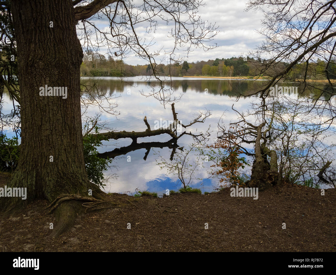 View through trees on the shore of Virginia Water Lake and clouds ...