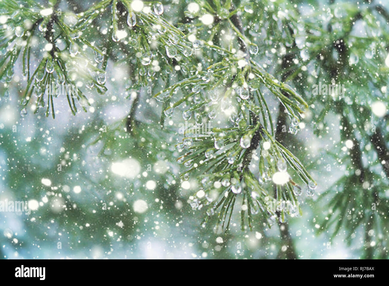 Winter photography. Selective focus Stock Photo - Alamy