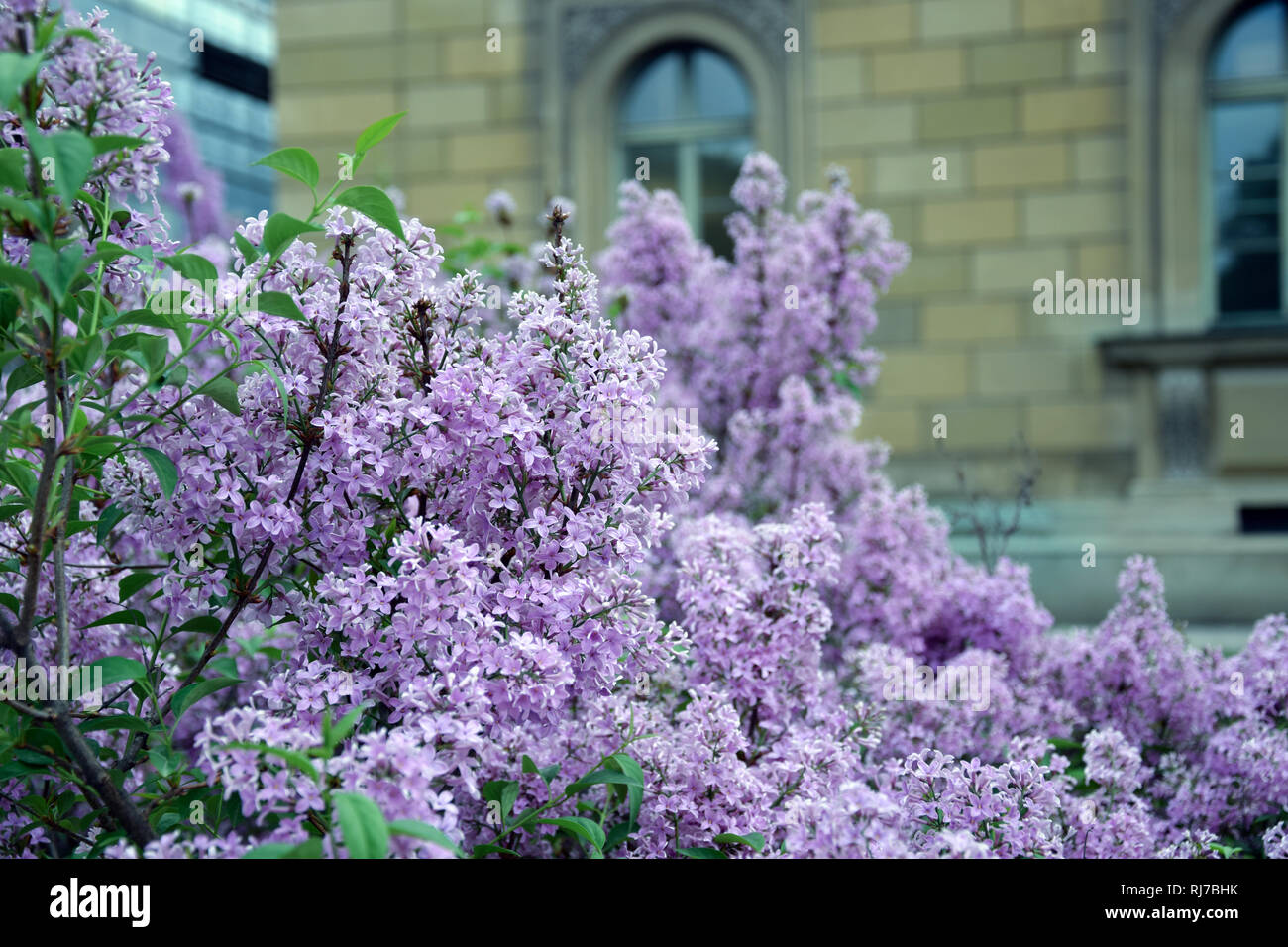 Florescence of Syringa vulgaris (common lilac) springtime. lilac ...