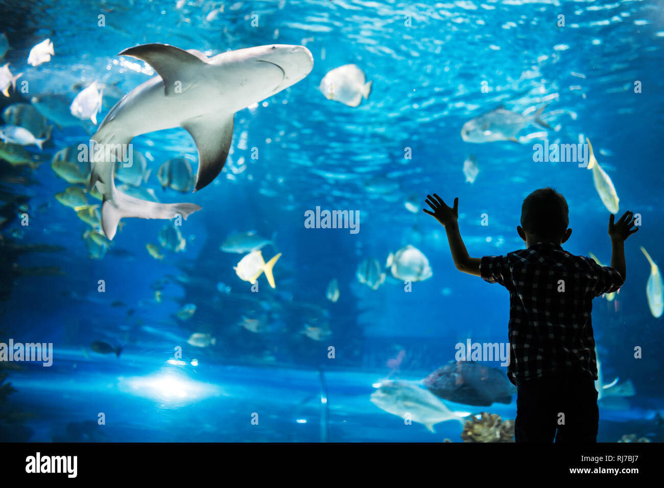 Silhouette of a boy looking at fish in the aquarium Stock Photo - Alamy