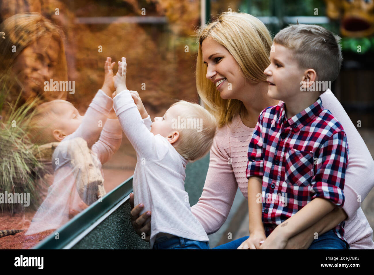 Tourists watching the insect in terrarium at zoo Stock Photo - Alamy