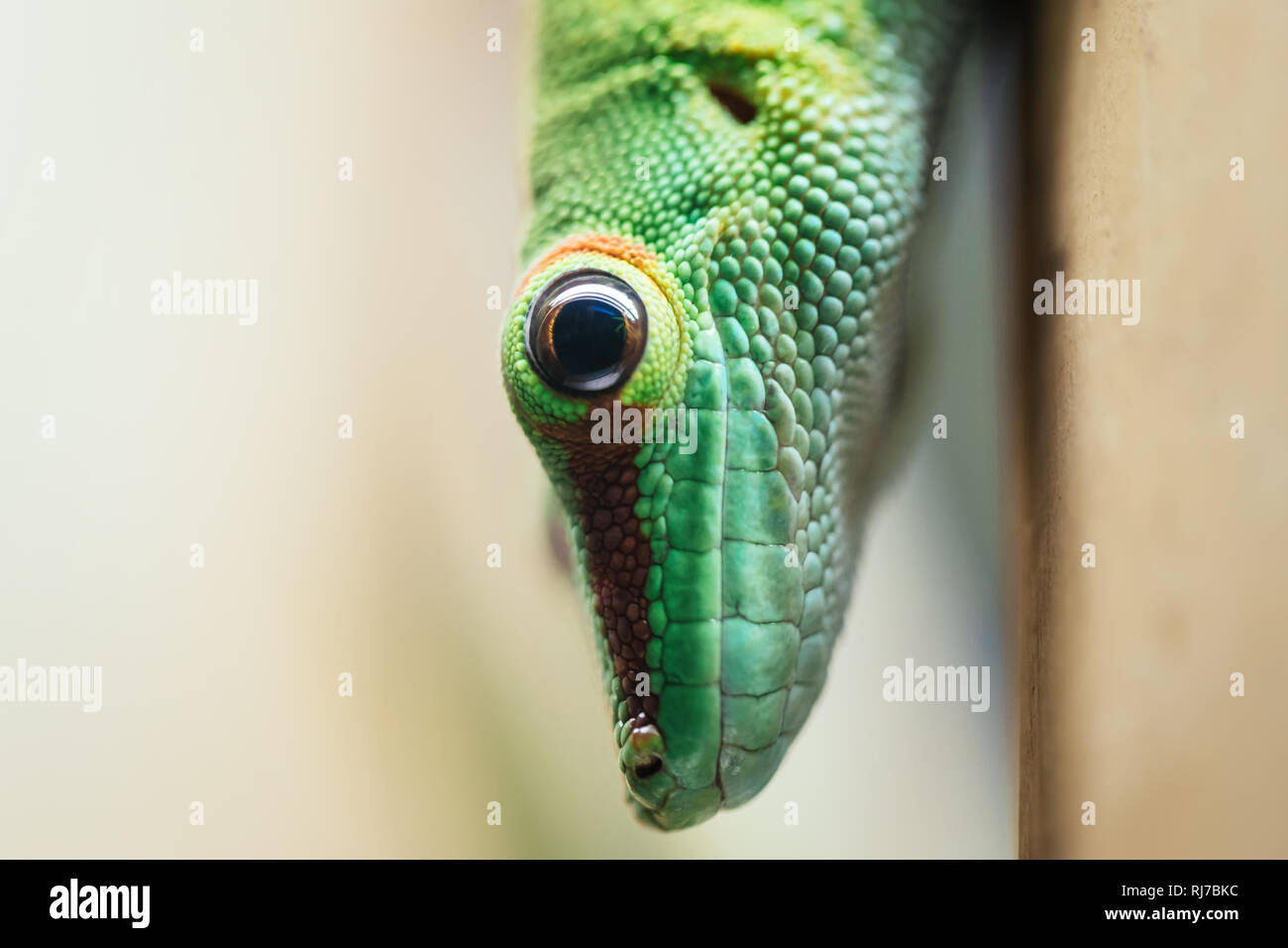 Eye lizard hi-res stock photography and images - Alamy