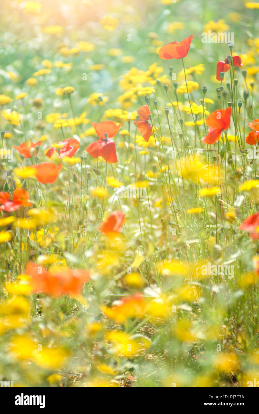 Klatschmohn im sommer hi-res stock photography and images - Alamy