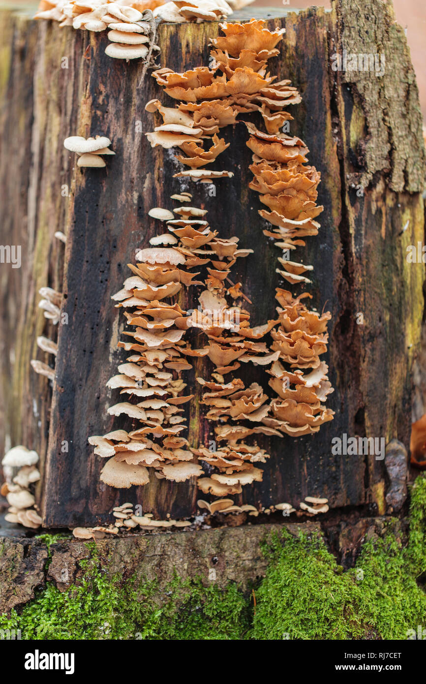 Panellus stipticus, Herber Zwergknäueling Stock Photo - Alamy